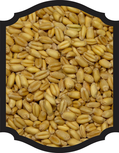Torrified Wheat 1OZ - OiO